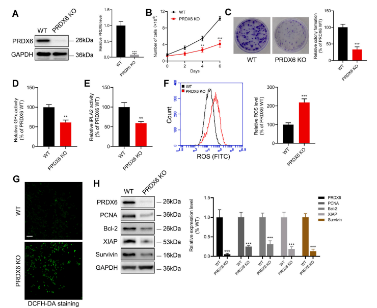 化学蛋白质组学技术（ABPP）在肺癌研究中的应用医药新闻-ByDrug-一站式医药资源共享中心-医药魔方