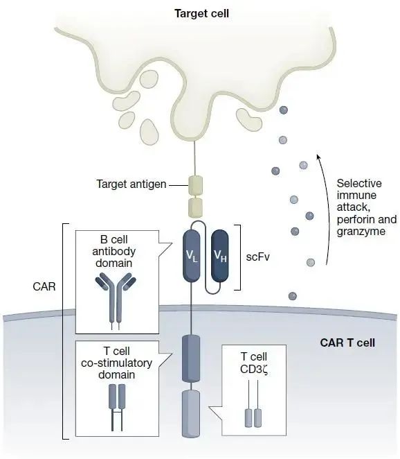探讨CAR-T疗法超越癌症的进化之路医药新闻-ByDrug-一站式医药资源共享中心-医药魔方