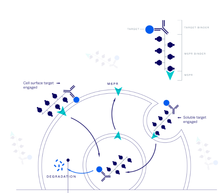 诺奖得主团队开发新型LYTAC，完全基因编码，具有模块化，可组装成分泌型CAR-T细胞疗法医药新闻-ByDrug-一站式医药资源共享中心-医药魔方