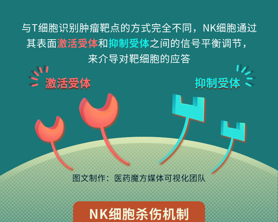 图解NK细胞疗法医药新闻-ByDrug-一站式医药资源共享中心-医药魔方