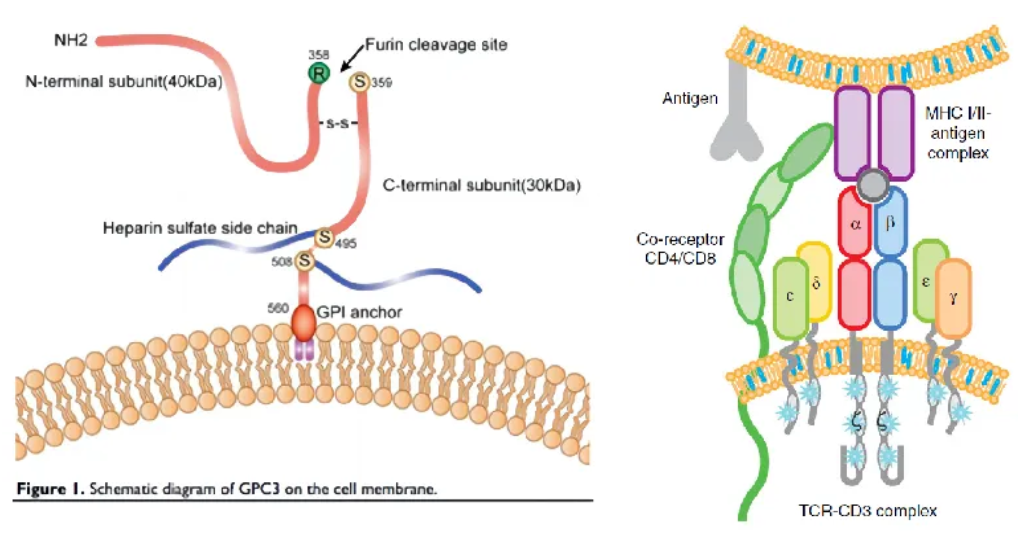 泰煜投资Portfolio |时迈药业GPC3×CD3双抗CMD011获得FDA临床试验默示许可医药新闻-ByDrug-一站式医药资源共享中心-医药魔方