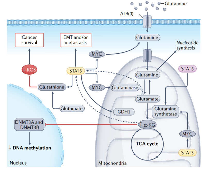 STAT蛋白在癌症中的作用医药新闻-ByDrug-一站式医药资源共享中心-医药魔方