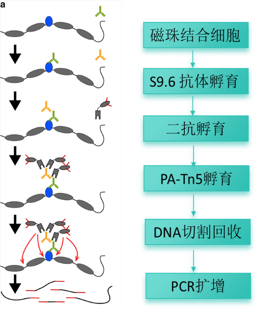 Rloop追星，上海嘉因R-loop CUT&Tag 2.0强势来袭医药新闻-ByDrug-一站式医药资源共享中心-医药魔方