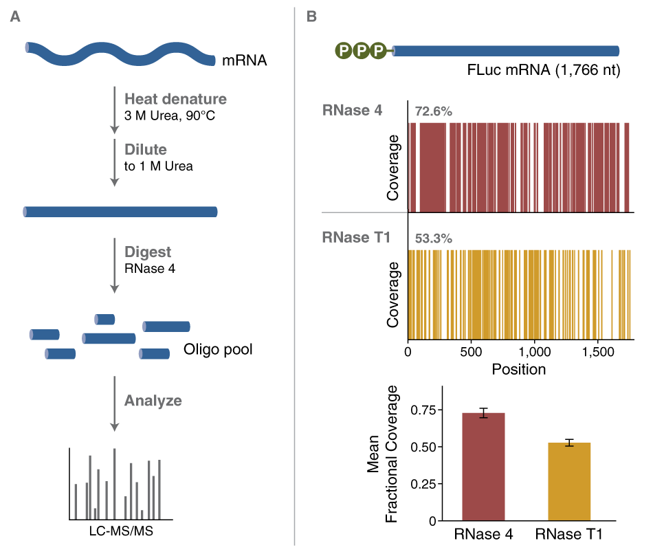 NEB 推出 RNase 4，精准切割，助力 mRNA 序列分析医药新闻-ByDrug-一站式医药资源共享中心-医药魔方