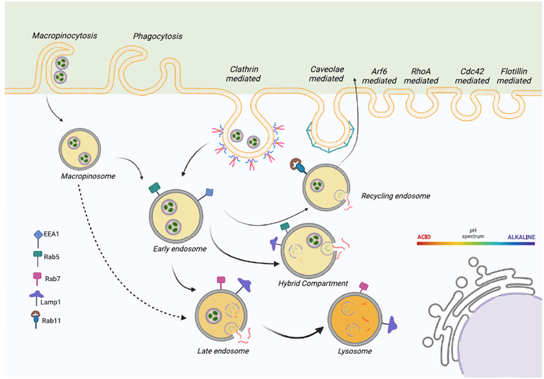 一文看懂LNP技术的前世今生和未来战场医药新闻-ByDrug-一站式医药资源共享中心-医药魔方