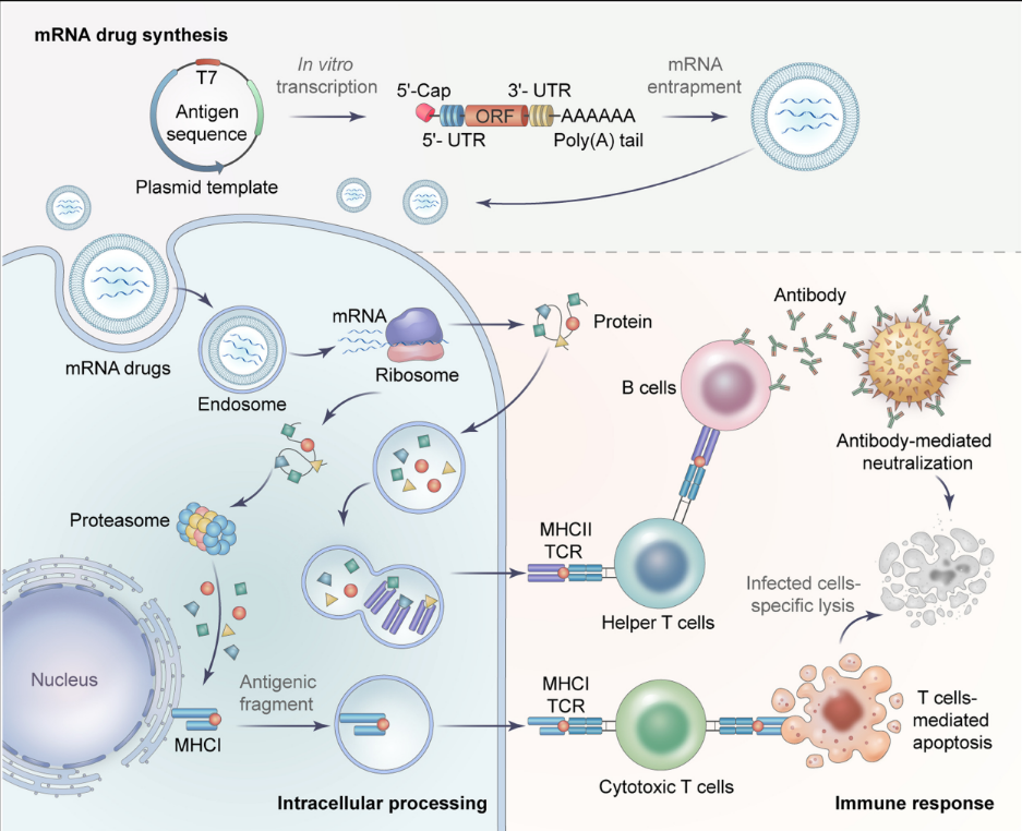 基于mRNA疗法的进展和挑战医药新闻-ByDrug-一站式医药资源共享中心-医药魔方