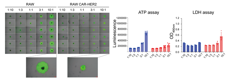 看得见的浸润 | 鲲石生物CAR-M体外3D评估模型成果发布医药新闻-ByDrug-一站式医药资源共享中心-医药魔方