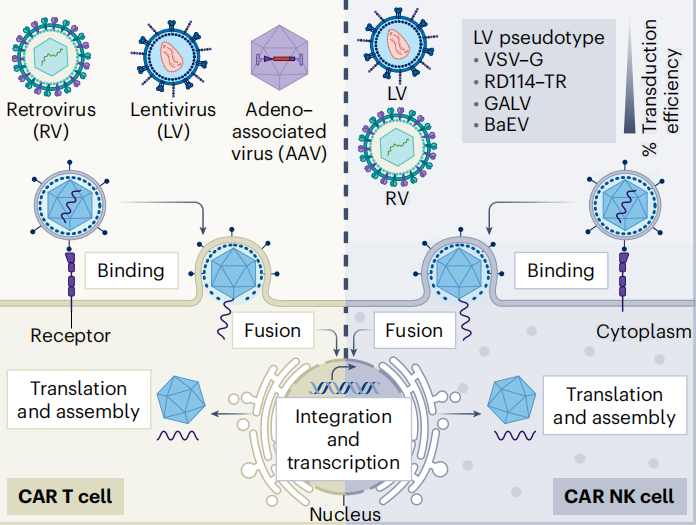 CAR-T和CAR-NK细胞疗法的岔路口医药新闻-ByDrug-一站式医药资源共享中心-医药魔方