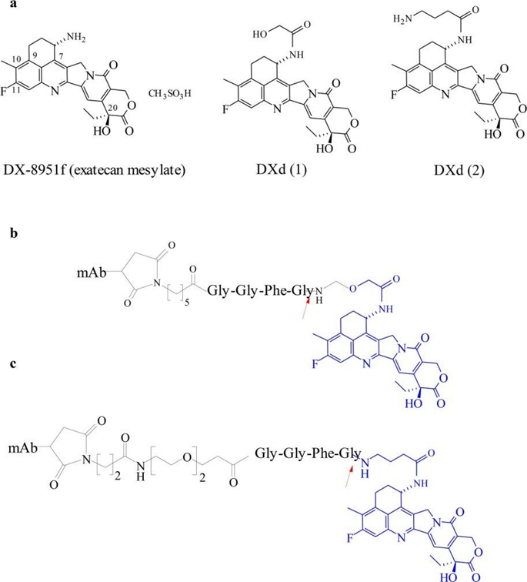 盘点ADC有效载荷背后的故事：拓扑异构酶抑制剂医药新闻-ByDrug-一站式医药资源共享中心-医药魔方