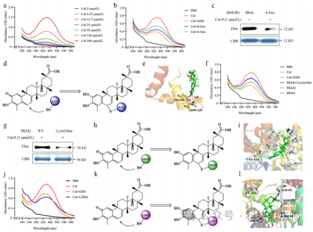科”普专栏】| ABPP在天然产物靶点鉴定中的应用---雷公藤红素抑制脓毒症炎症机制解析医药新闻-ByDrug-一站式医药资源共享中心-医药魔方
