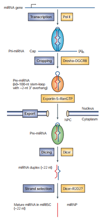ncRNA干货|参与几乎所有生理病理过程的miRNA医药新闻-ByDrug-一站式医药资源共享中心-医药魔方
