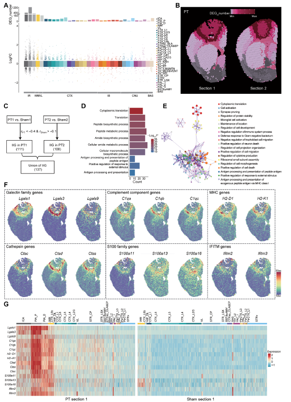 Sci Transl Med | 东南大学姚红红教授团队揭示LGALS9-CD44信号通路在卒中后脑修复中的重要作用医药新闻-ByDrug-一 ...