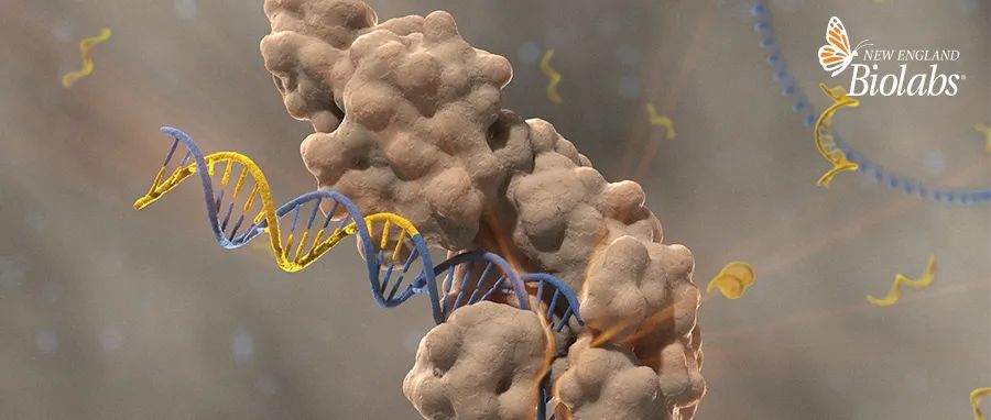 精准、快速、高效——新品 Bst-XT WarmStart® DNA 聚合酶：等温扩增技术升级之选医药新闻-ByDrug-一站式医药资源共享中心-医药魔方