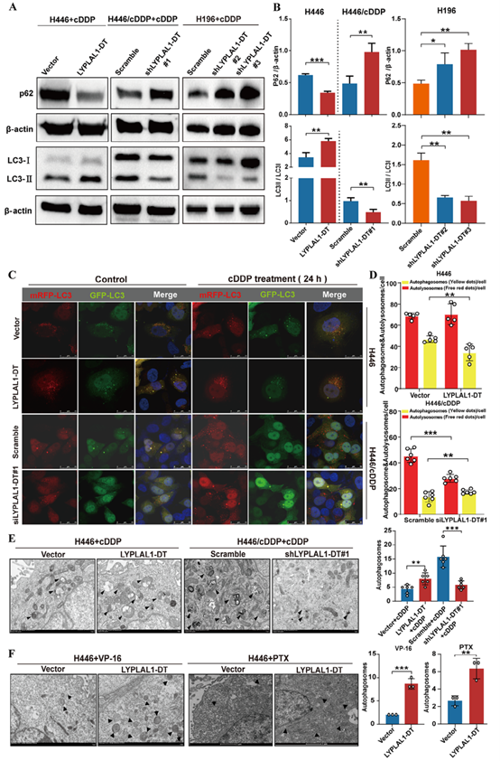 Mol Cancer丨小细胞肺癌多药耐药机制新发现医药新闻-ByDrug-一站式医药资源共享中心-医药魔方