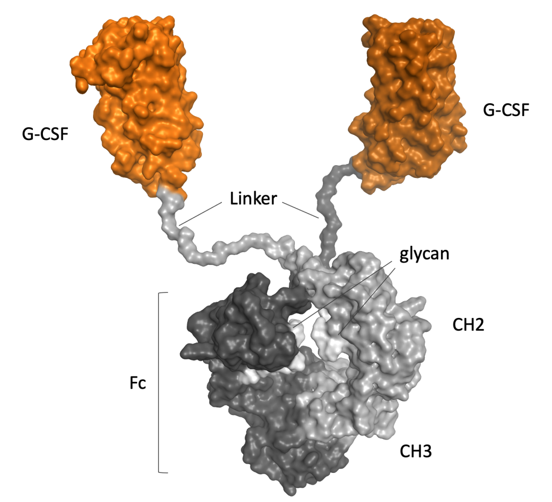 循证有力，安全长效｜三代长效G-CSF为乳腺癌化疗患者提供坚实保障医药新闻-ByDrug-一站式医药资源共享中心-医药魔方