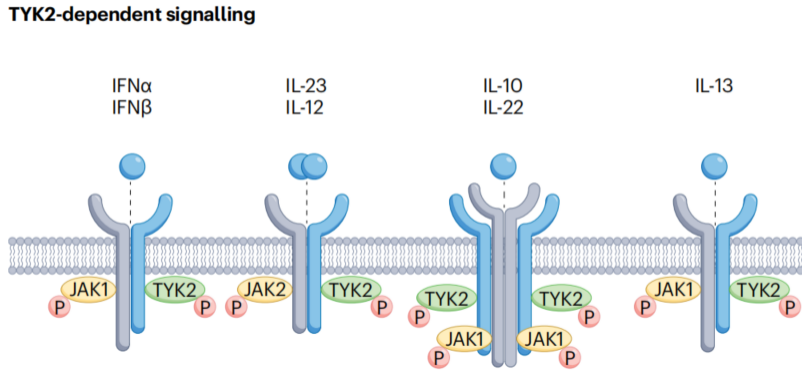 NATURE 子刊：治疗风湿病的新靶点-TYK2医药新闻-ByDrug-一站式医药资源共享中心-医药魔方
