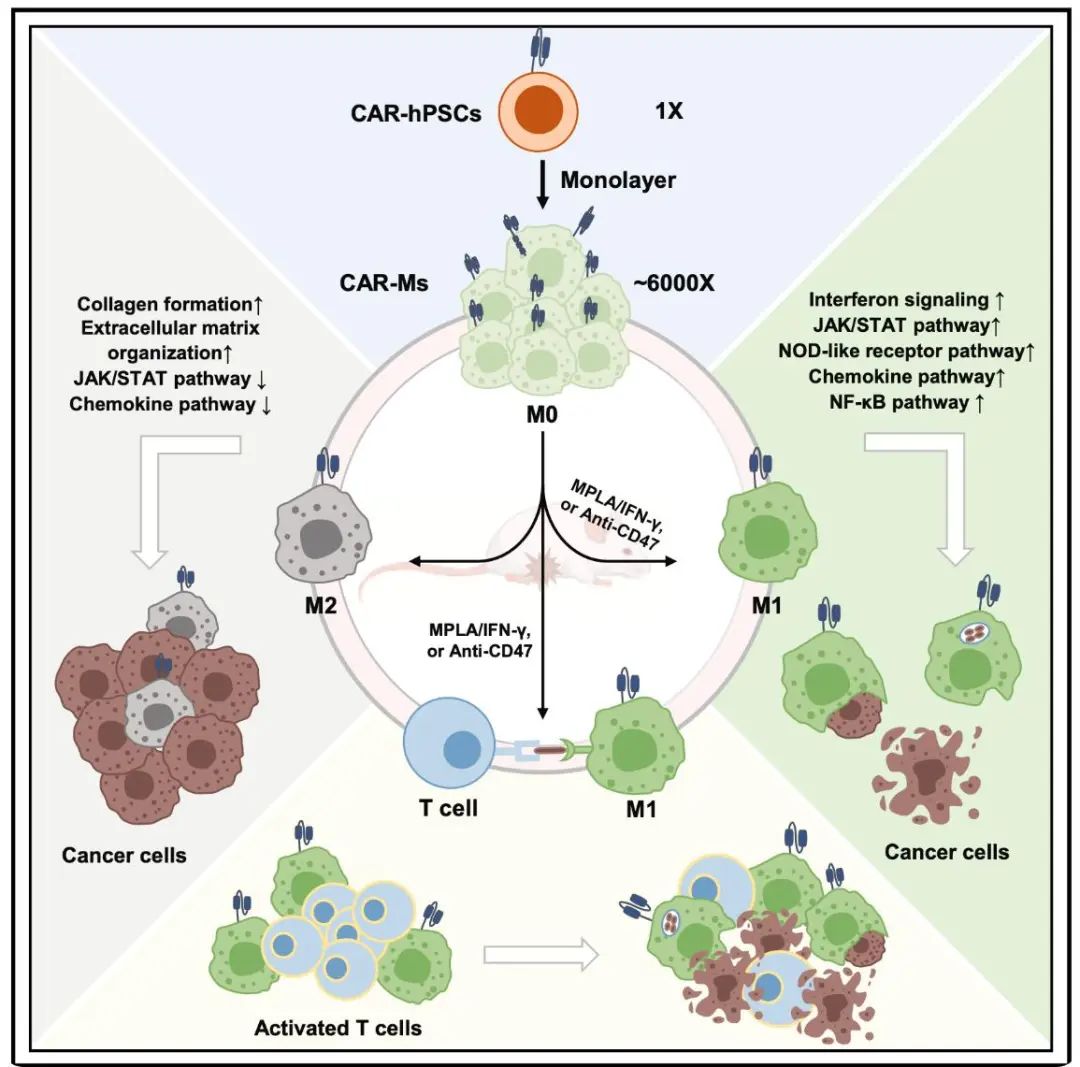 Cell Stem Cell | 程涛/沈俊/王建祥/李昕合作团队开发嵌合抗原受体巨噬细胞（CAR-M）高效再生技术用于肿瘤治疗医药新闻-ByDrug-一站式医药资源共享中心-医药魔方