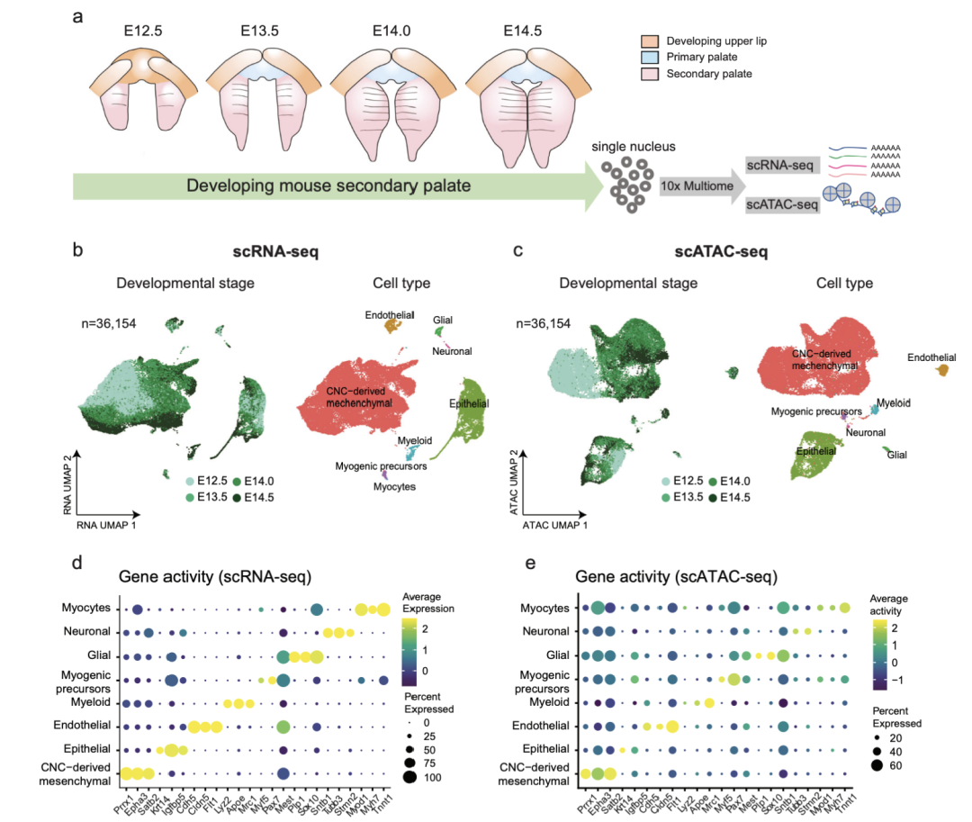 NC|单细胞ATAC-seq揭示小鼠次级腭发育医药新闻-ByDrug-一站式医药资源共享中心-医药魔方
