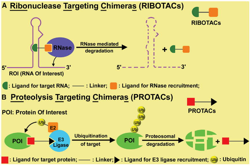 RIBOTACs：PROTACs后的又一顶流！看这篇就够了医药新闻-ByDrug-一站式医药资源共享中心-医药魔方