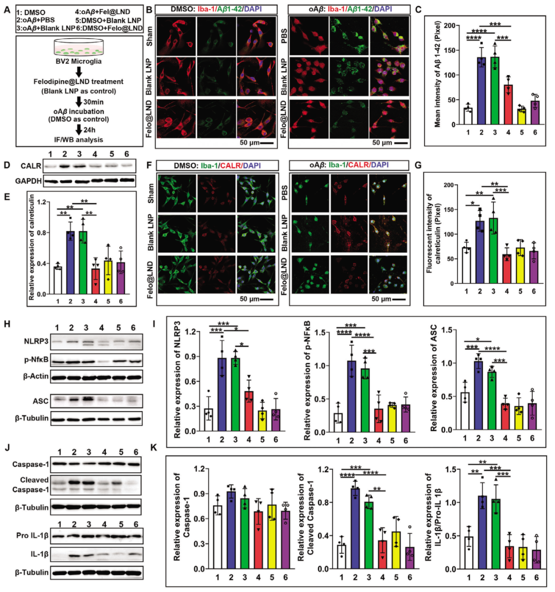 项目文章Adv Sci (IF14.3) | 脂质体纳米药物Felodipine@LND可改善AD医药新闻-ByDrug-一站式医药资源共享中心-医药魔方