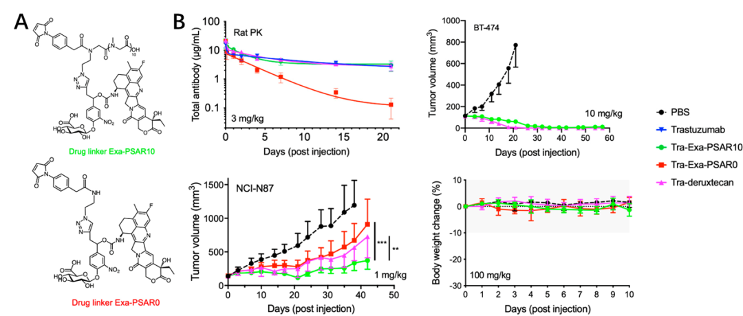 Beyond PEGylation：聚肌氨酸(PSAR)在ADC领域的应用医药新闻-ByDrug-一站式医药资源共享中心-医药魔方