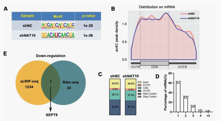 ac4C修饰影响胃癌细胞缺氧耐受性，揭示胃癌治疗新策略医药新闻-ByDrug-一站式医药资源共享中心-医药魔方
