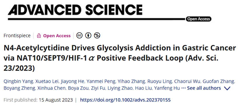 ac4C修饰影响胃癌细胞缺氧耐受性，揭示胃癌治疗新策略医药新闻-ByDrug-一站式医药资源共享中心-医药魔方