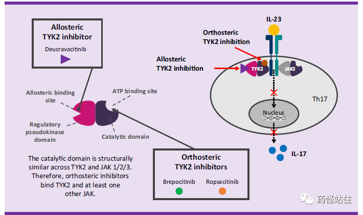 聚焦TYK2：BMS的Sotyktu，加速布局自免赛道医药新闻-ByDrug-一站式医药资源共享中心-医药魔方