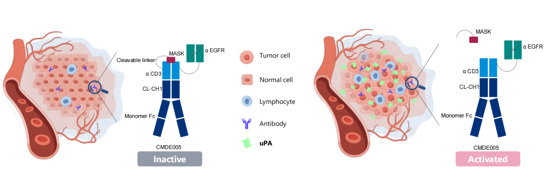 泰煜投资Portfolio |时迈药业EGFR/CD3酶控双抗获得FDA批准IND医药新闻-ByDrug-一站式医药资源共享中心-医药魔方