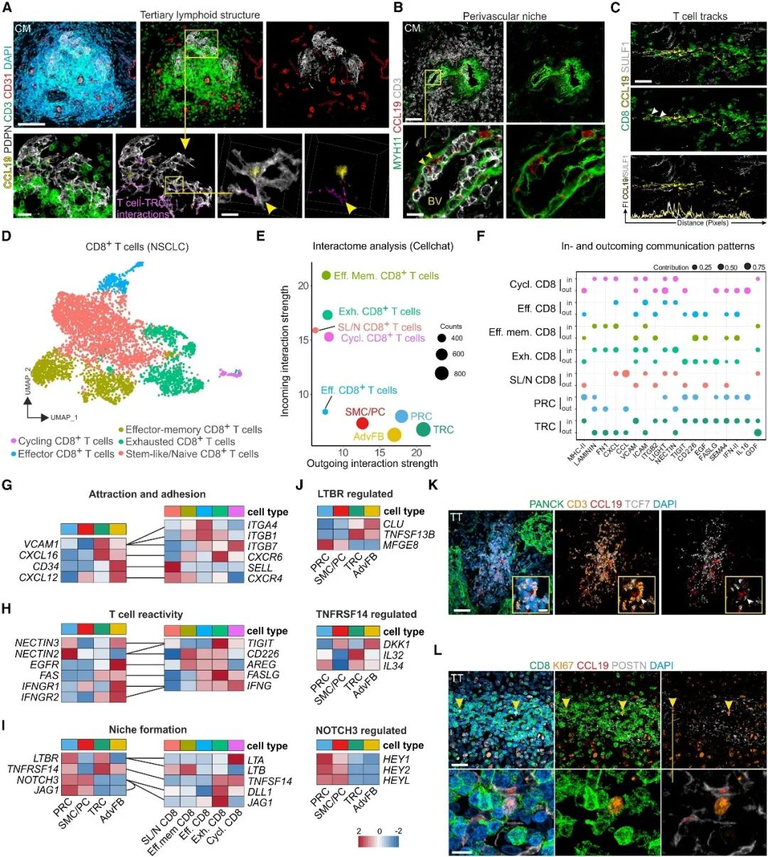 Cell最新研究 | 揭示了肺癌成纤维网状细胞（FRCs）的抗肿瘤免疫反应医药新闻-ByDrug-一站式医药资源共享中心-医药魔方