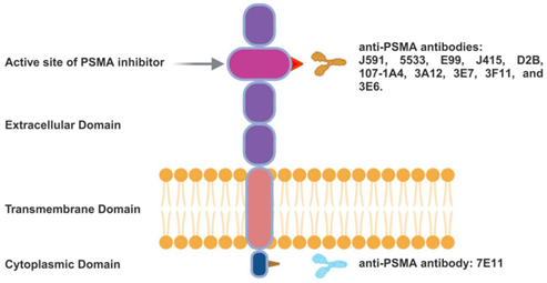 针对PSMA靶点的放射性核素药物的内卷逻辑医药新闻-ByDrug-一站式医药资源共享中心-医药魔方