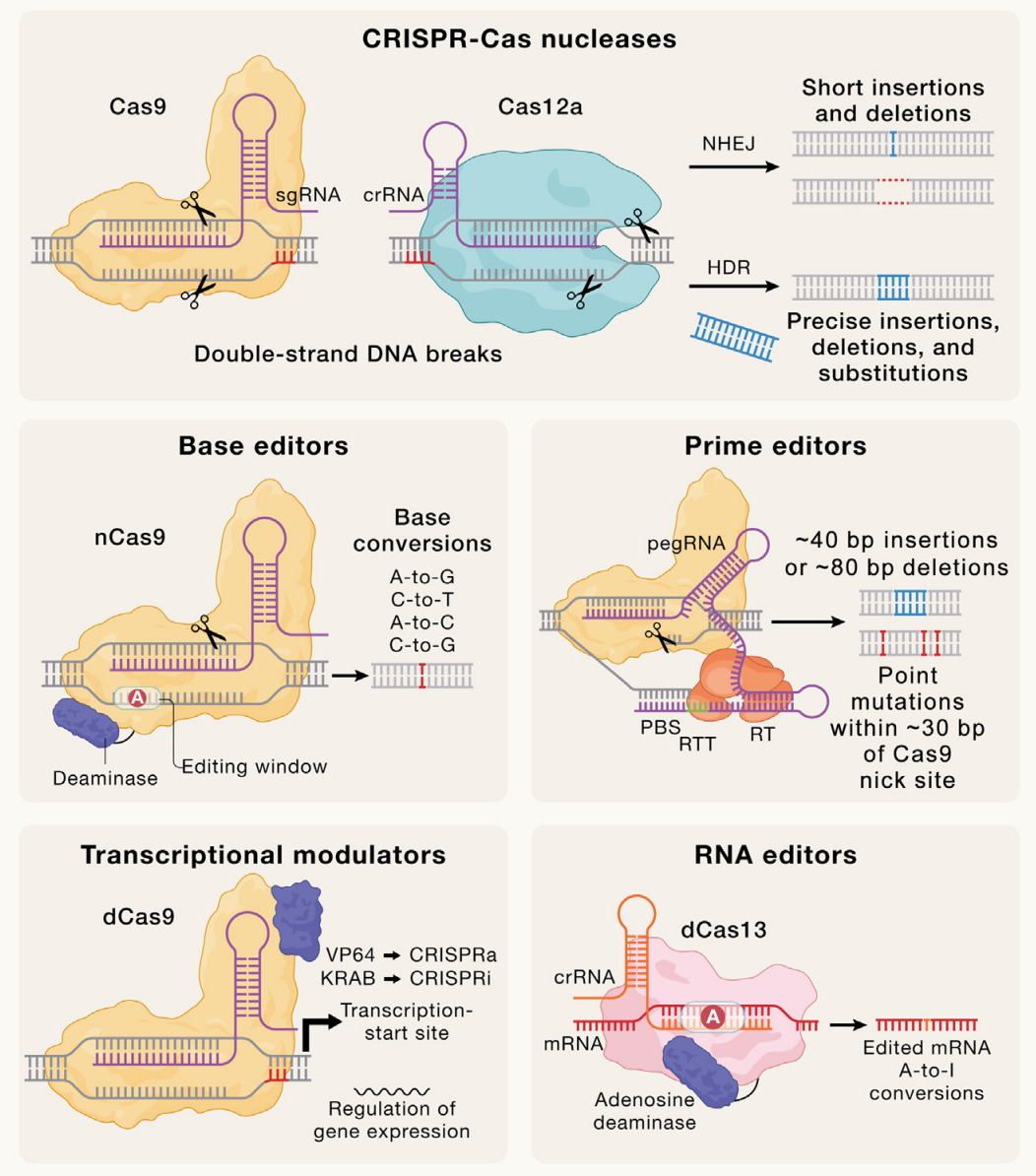 Cell综述：CRISPR基因组编辑技术的过去、现在和未来医药新闻-ByDrug-一站式医药资源共享中心-医药魔方