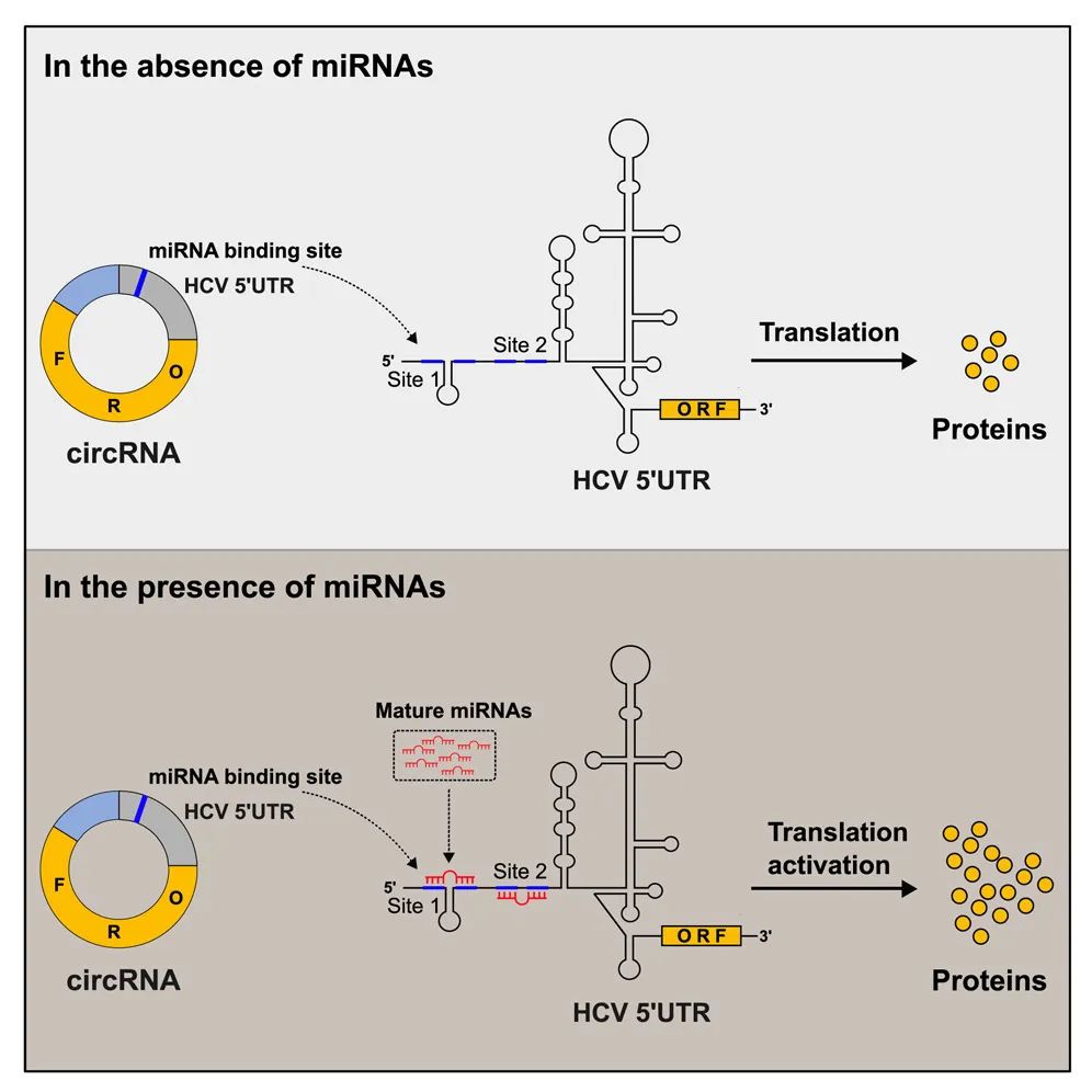 跨越特异性表达挑战，艾博生物成功研发出miRNA响应型环状RNA表达系统医药新闻-ByDrug-一站式医药资源共享中心-医药魔方