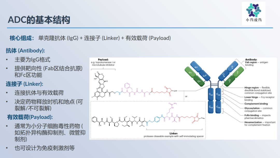 最新综述解读：ADC在癌症治疗中的分子和免疫学驱动因素医药新闻-ByDrug-一站式医药资源共享中心-医药魔方