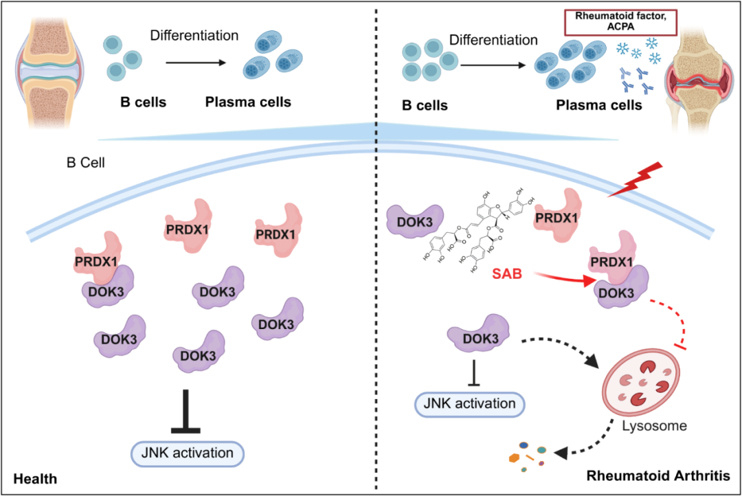APSB | 上海药物所揭示丹酚酸B增强PRDX1-DOK3相互作用缓解类风湿性关节炎医药新闻-ByDrug-一站式医药资源共享中心-医药魔方