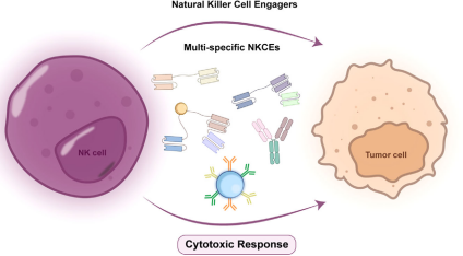 NK细胞衔接器：重塑自身免疫治疗的“三位一体”精准革命医药新闻-ByDrug-一站式医药资源共享中心-医药魔方