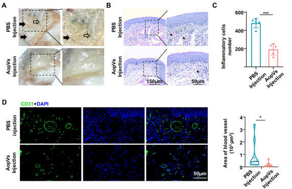 Adv Sci：转录组+蛋白质组揭示间充质干细胞来源的凋亡小泡靶向调控CD8+ T细胞稳态缓解超敏反应的作用机制医药新闻-ByDrug-一站式医药资源共享中心-医药魔方