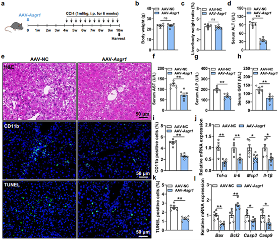 Nat Com丨ASGR1助力减缓肝损伤医药新闻-ByDrug-一站式医药资源共享中心-医药魔方