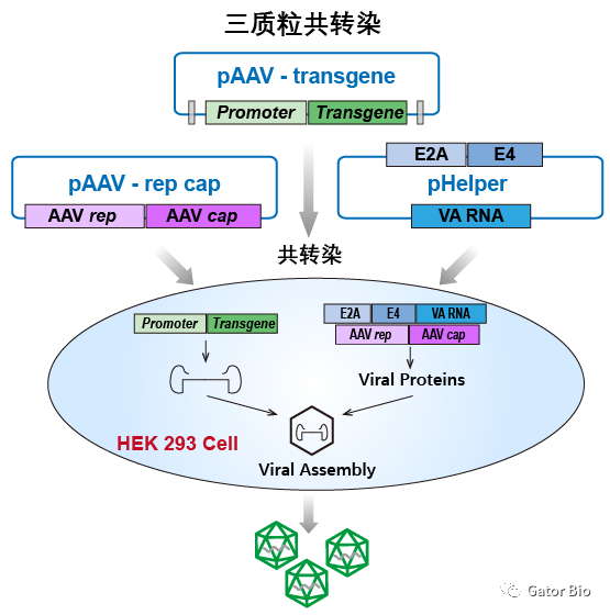 一文读懂AAV基因治疗医药新闻-ByDrug-一站式医药资源共享中心-医药魔方