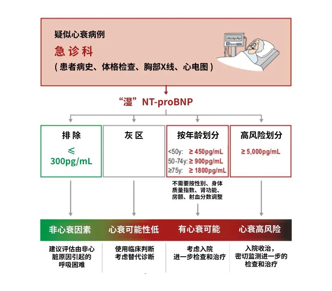 ESC心力衰竭协会临床共识声明 | 应用NT-proBNP在早期诊断心力衰竭和心脏超负荷的实用算法医药新闻-ByDrug-一站式医药资源共享 ...
