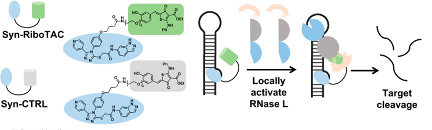 RIBOTACs：PROTACs后的又一顶流！看这篇就够了医药新闻-ByDrug-一站式医药资源共享中心-医药魔方