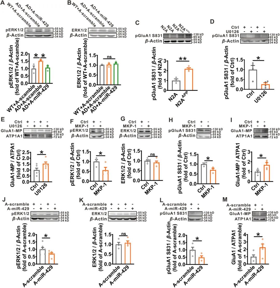 APSB（IF14+）丨抑制miR-429-3p可有效改善AD模型小鼠的认知和突触功能医药新闻-ByDrug-一站式医药资源共享中心-医药魔方