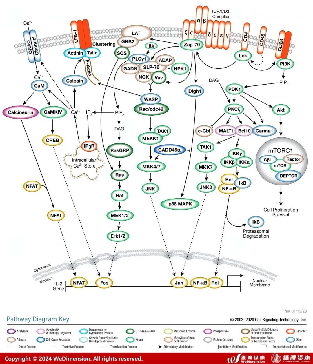 TCR疗法行业研究报告医药新闻-ByDrug-一站式医药资源共享中心-医药魔方