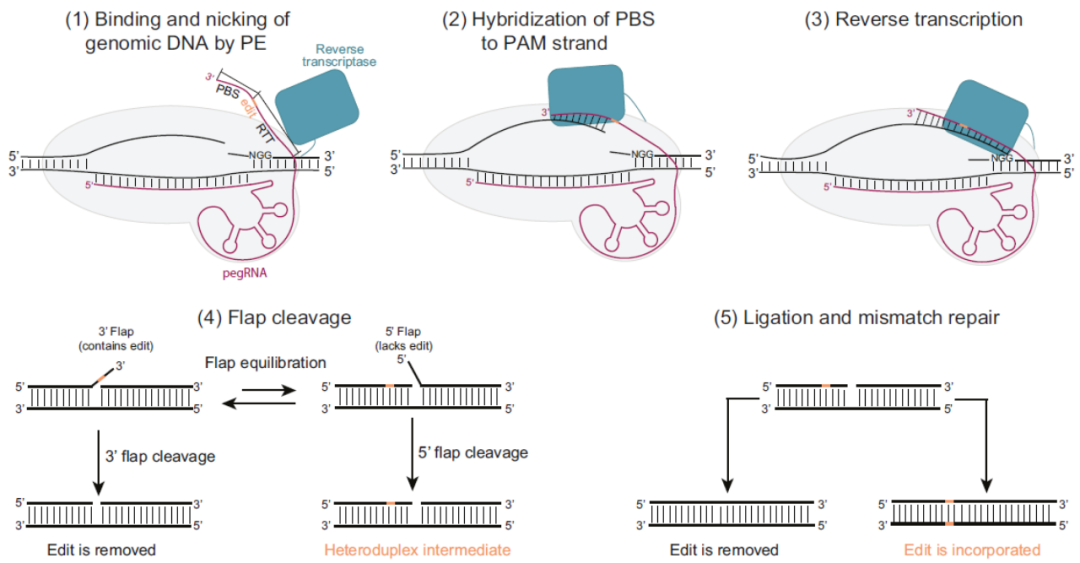 一文读懂 | 临床应用最火的3种CRISPR基因编辑技术医药新闻-ByDrug-一站式医药资源共享中心-医药魔方