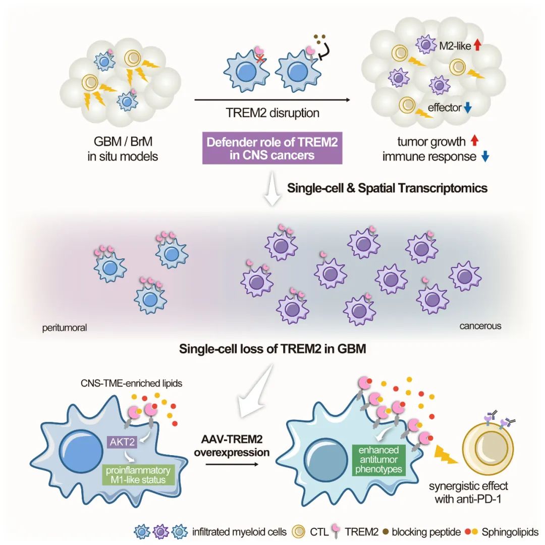Cancer Cell | TREM2在肿瘤中的免疫保护作用，大大利于器官特异性肿瘤新疗法医药新闻-ByDrug-一站式医药资源共享中心-医药魔方