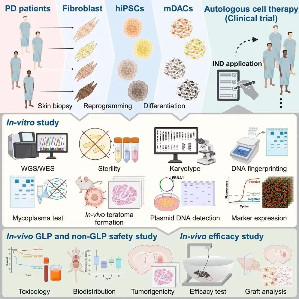 Cell子刊 | 人类诱导多能干细胞“重塑”大脑！已有8名帕金森患者接受治疗医药新闻-ByDrug-一站式医药资源共享中心-医药魔方