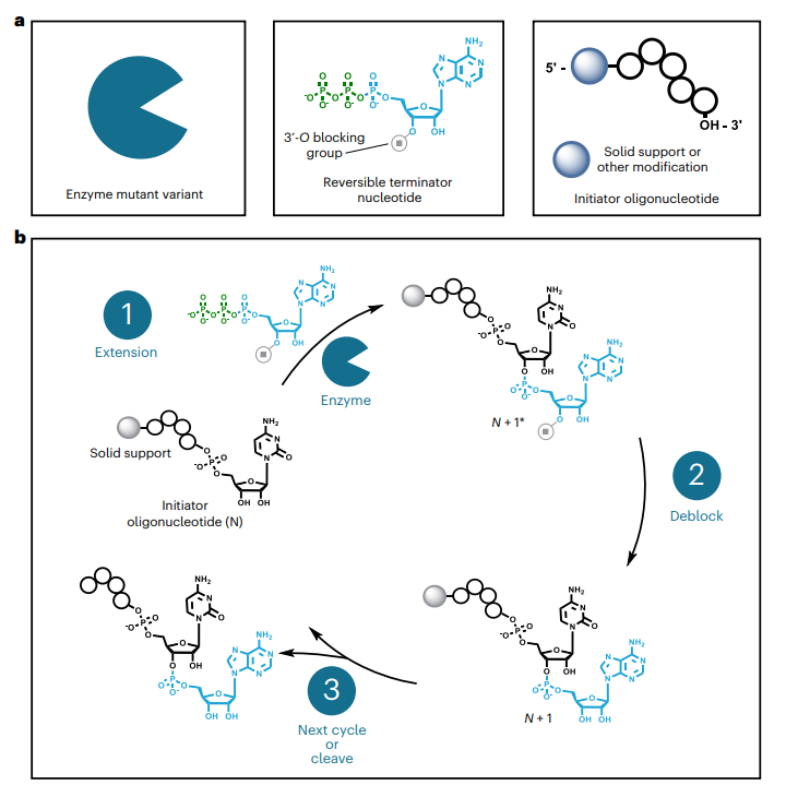 Nature子刊 | 全新RNA合成法，减少毒副产物、助力规模化生产RNA药物医药新闻-ByDrug-一站式医药资源共享中心-医药魔方