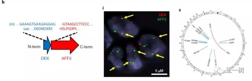 基因融合新抗原可促进免疫检查点抑制剂疗效医药新闻-ByDrug-一站式医药资源共享中心-医药魔方