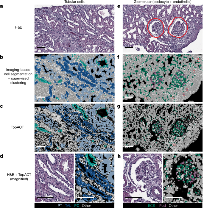 Stereo-seq Nature新作~多尺度拓扑学在亚细胞空间转录组学中用于细胞分类医药新闻-ByDrug-一站式医药资源共享中心-医药魔方
