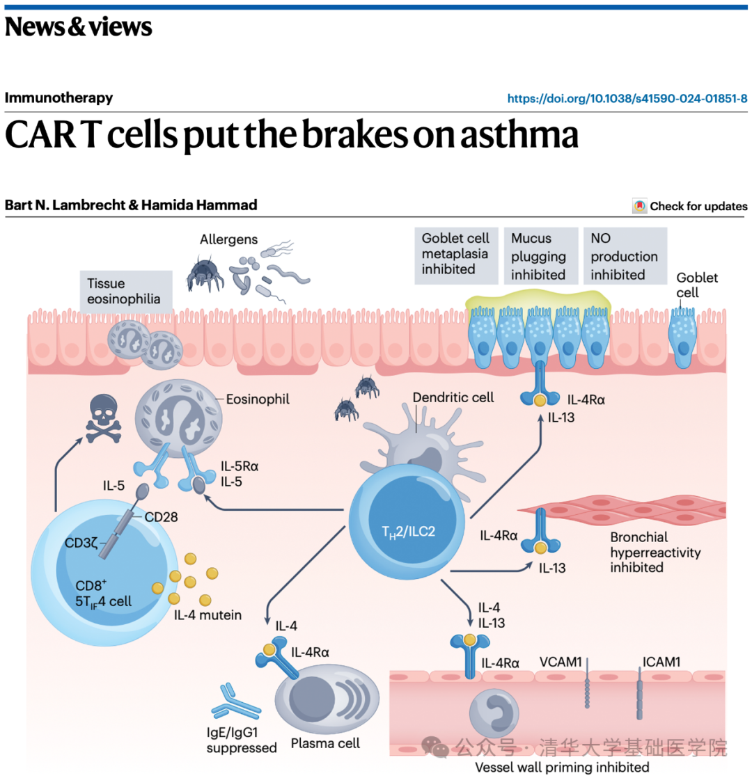 CAR-T疗法进入全新领域，清华大学彭敏团队开发新型CAR-T细胞，只需一针，过敏性哮喘不再犯医药新闻-ByDrug-一站式医药资源共享中心-医药魔方